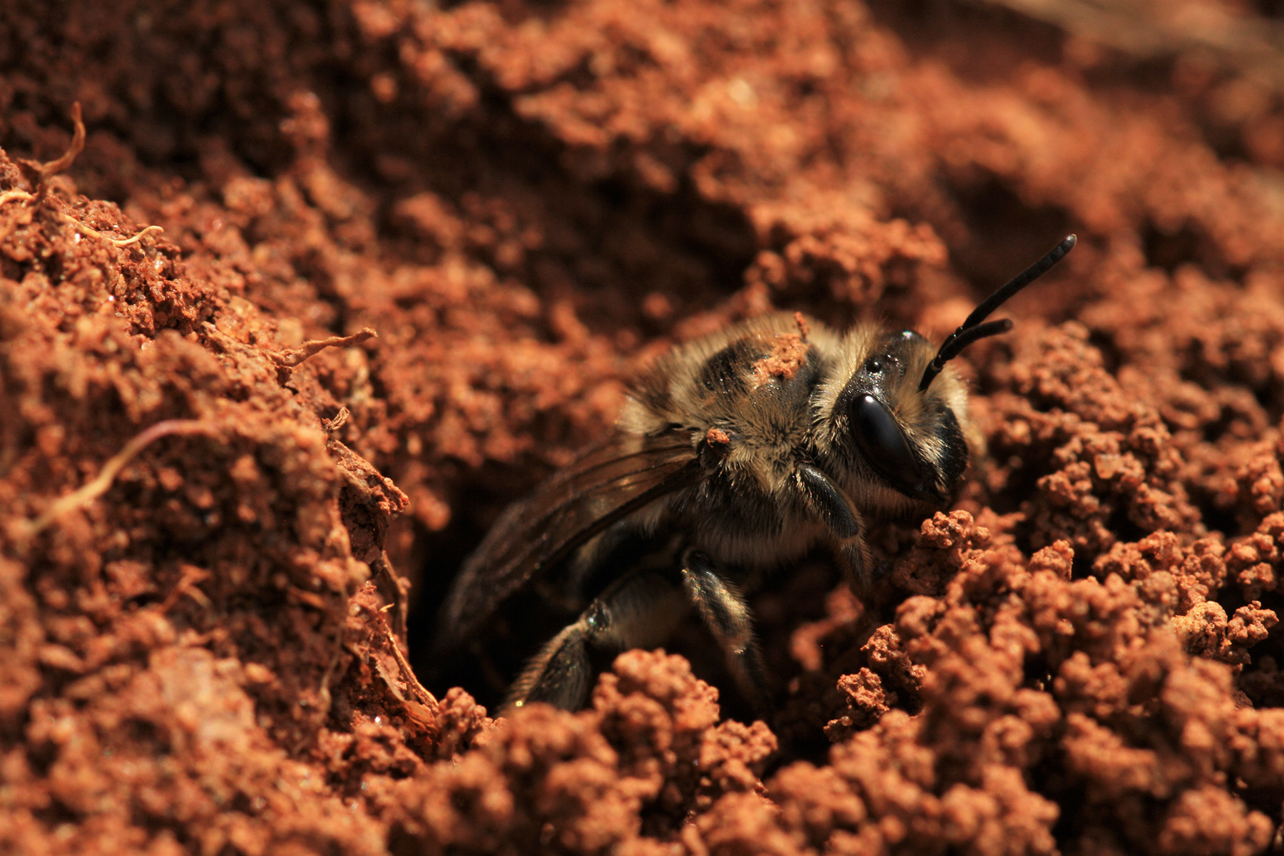 Current Work & Research | University of Tennessee One Health Initiative