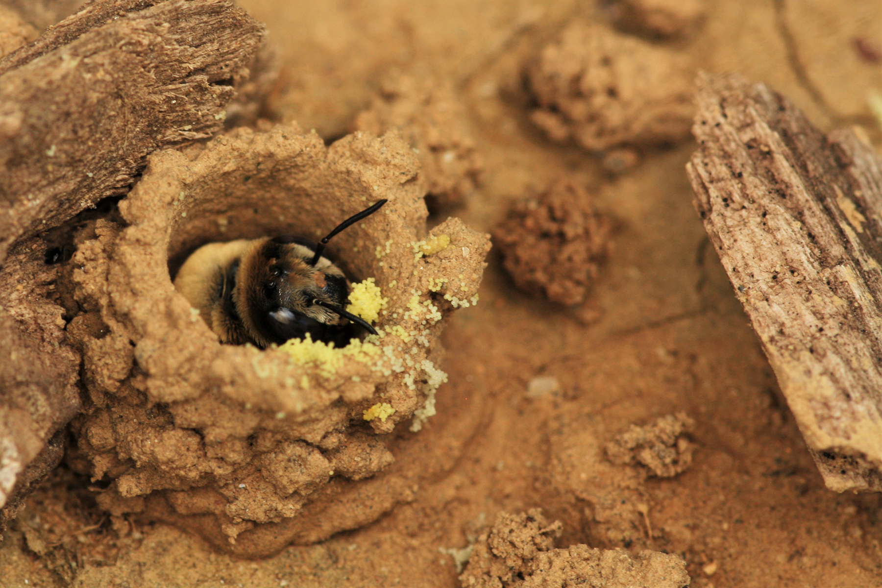 Current Work & Research | University of Tennessee One Health Initiative