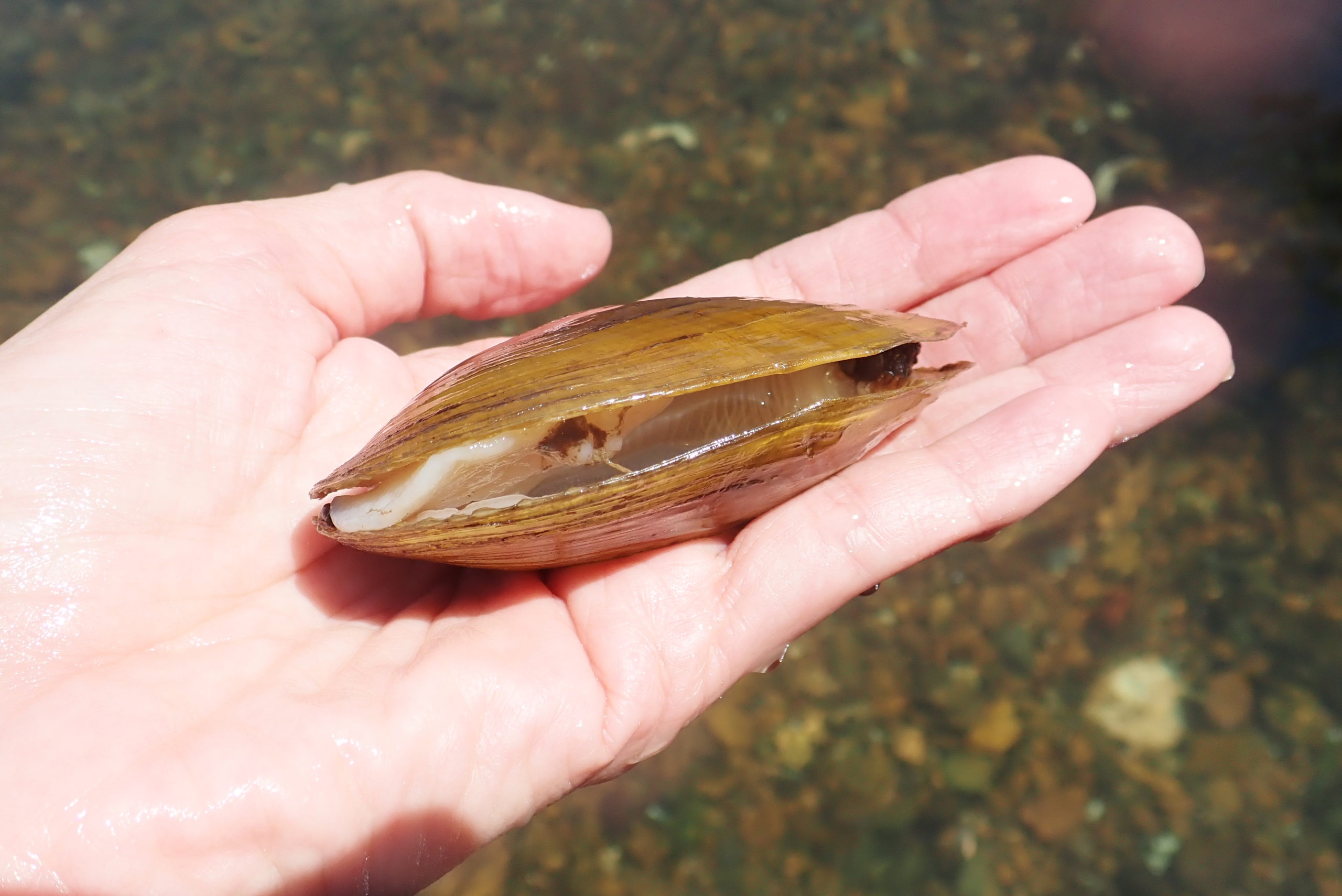 Transdisciplinary Diagnostic Investigation of Freshwater Mussel ...
