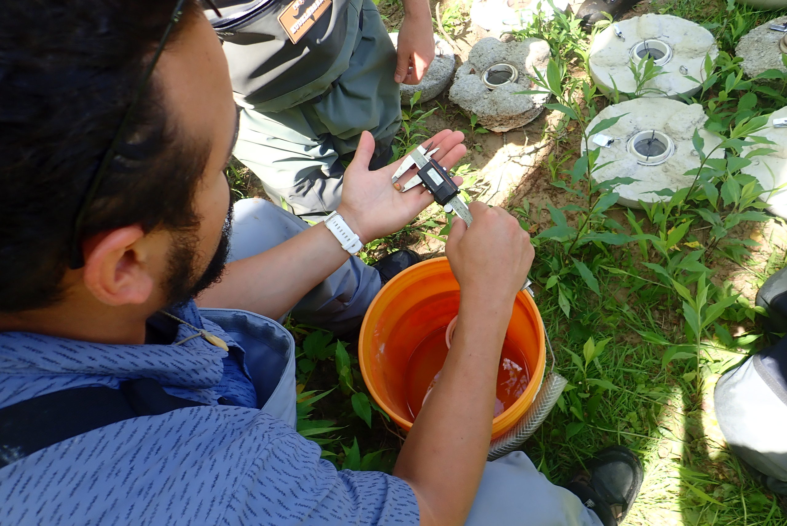 Transdisciplinary Diagnostic Investigation of Freshwater Mussel ...