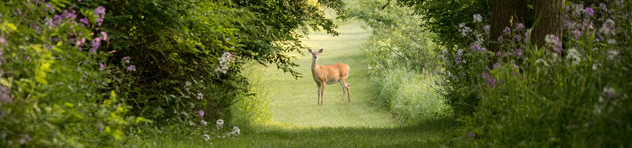 Chronic Wasting Disease in Tennessee | University of Tennessee One ...