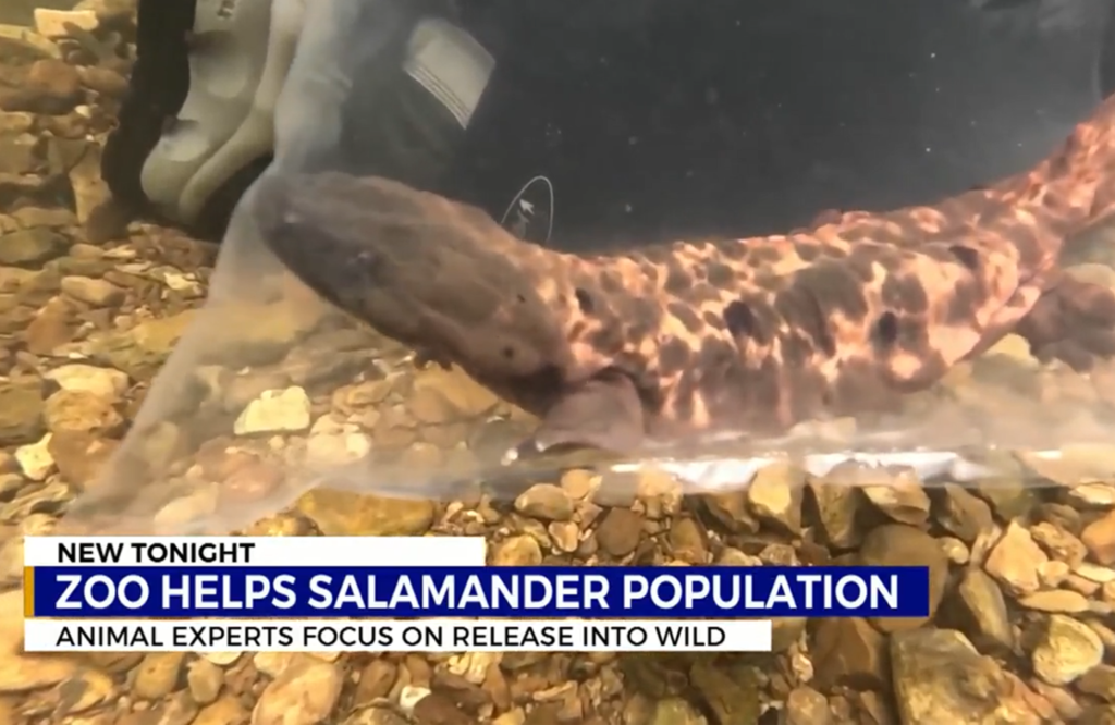 Helping Hellbenders: Tennessee Animal Experts Aim to Save Dwindling ...